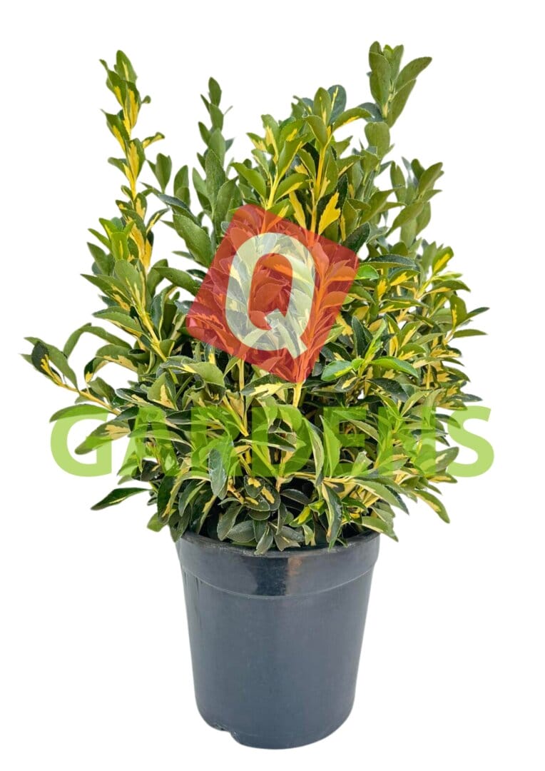 Euonymus fortunei 'Emerald Gaiety' - Q Gardens